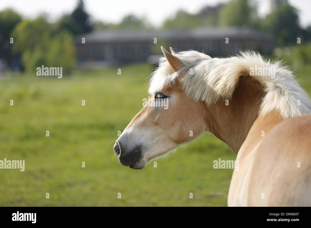 Single haflinger hi-res stock photography and images - Alamy