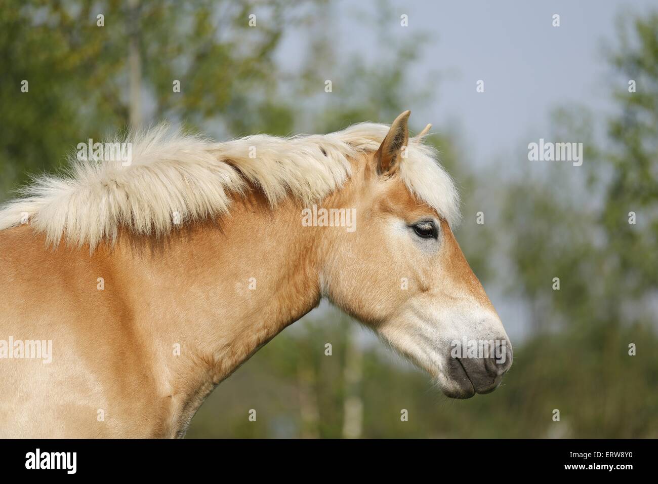 Single haflinger hi-res stock photography and images - Alamy