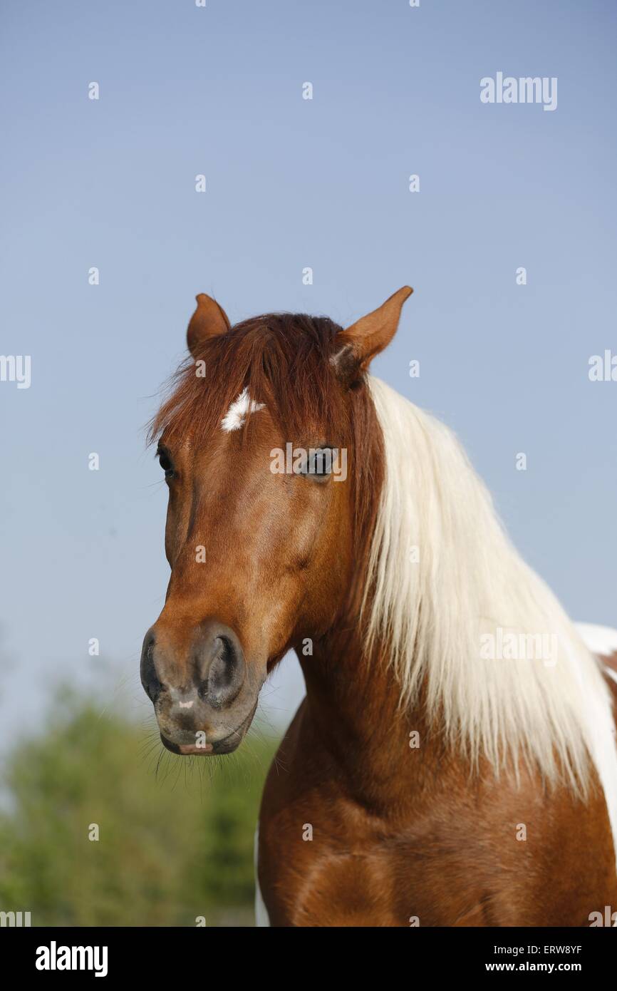 Sunny pinto hi-res stock photography and images - Alamy