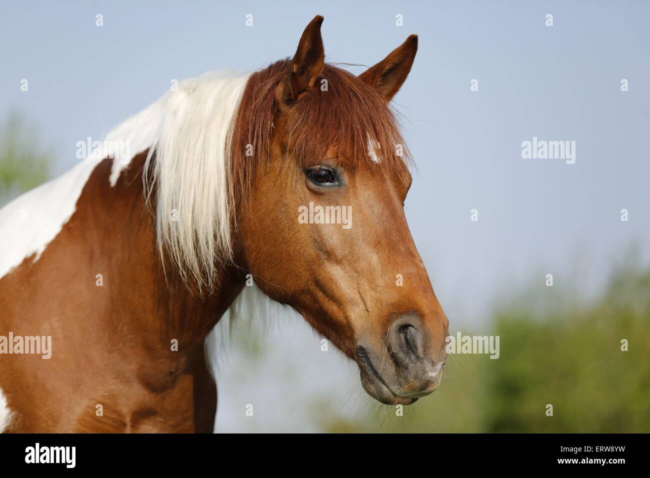 Cheval pinto hi-res stock photography and images - Alamy