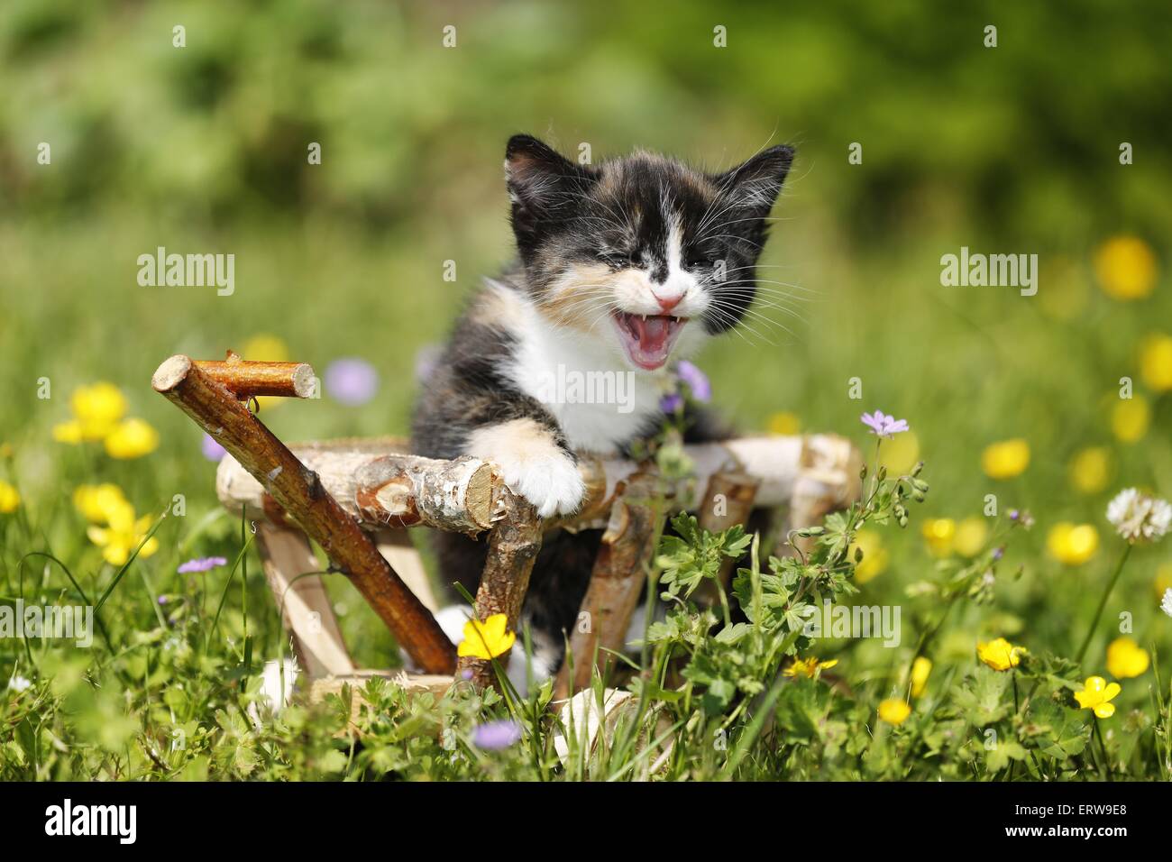 Kitten meow grass hi-res stock photography and images - Alamy
