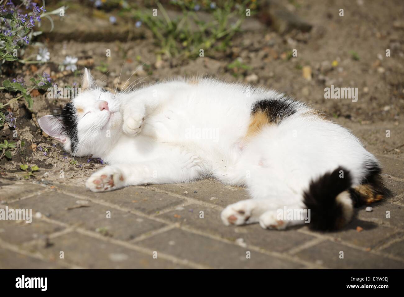 Calico hi-res stock photography and images - Alamy