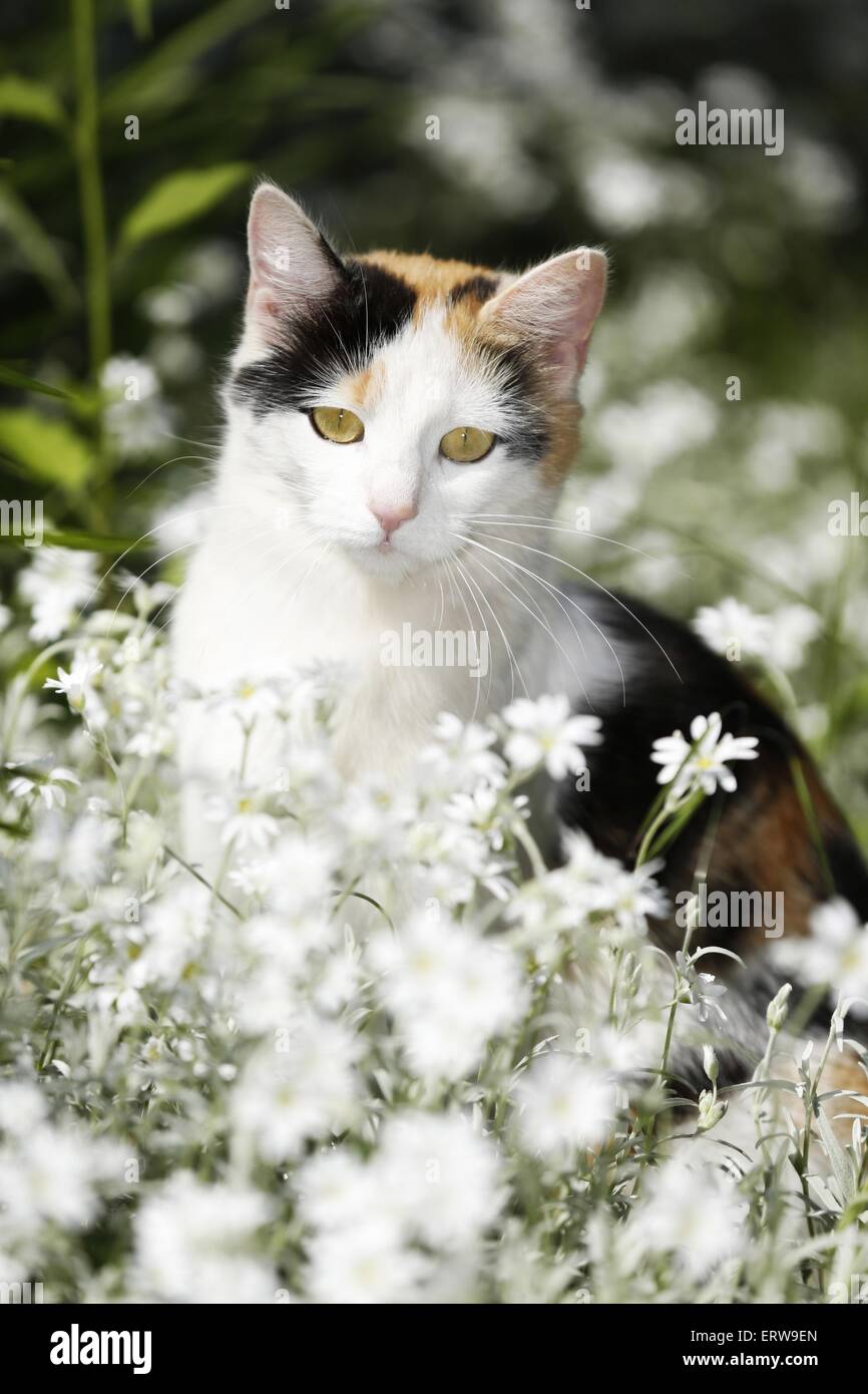 Calico hi-res stock photography and images - Alamy