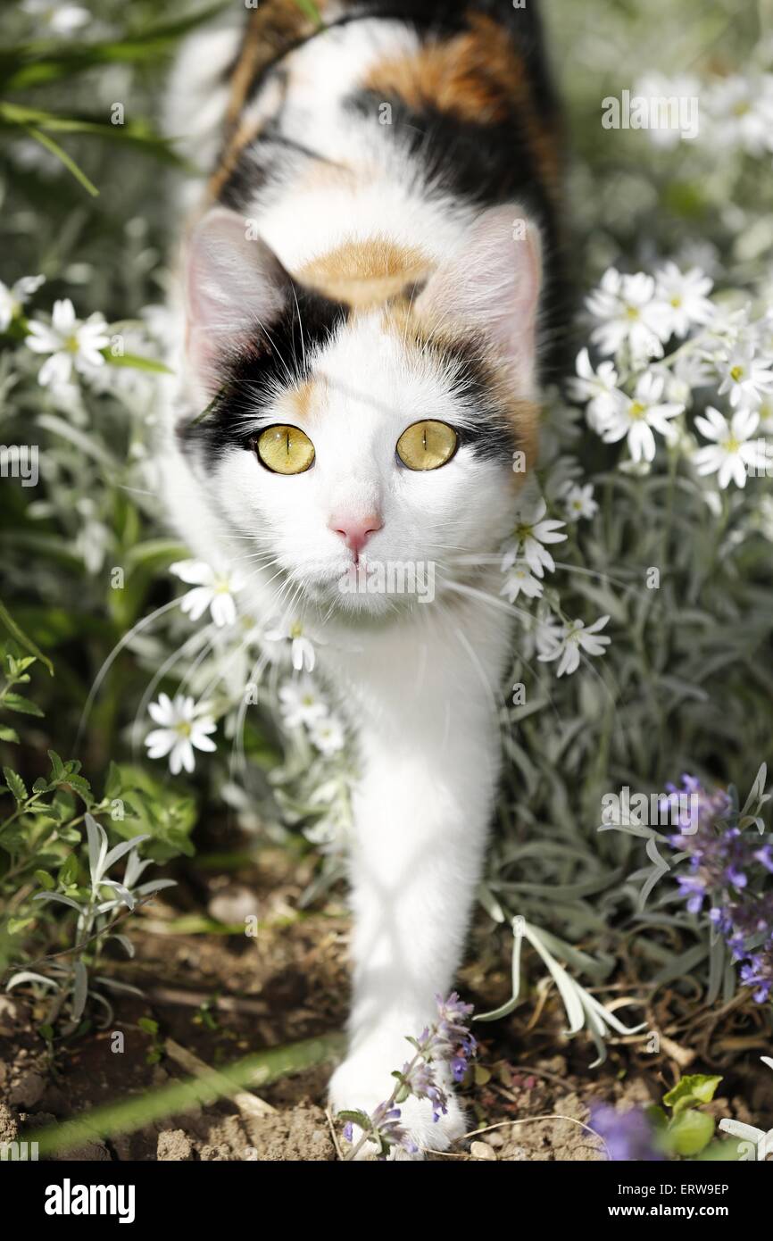 Calico flowers hi-res stock photography and images - Alamy