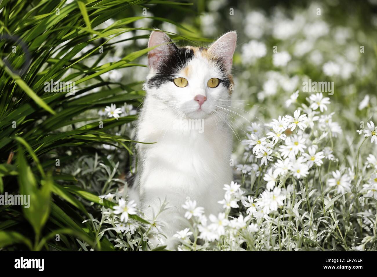 Calico cats hi-res stock photography and images - Alamy