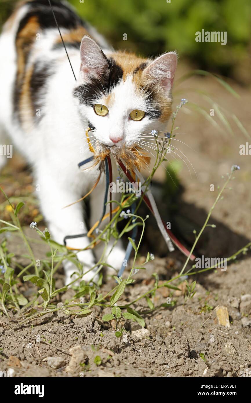 Calico cat eye hi-res stock photography and images - Alamy