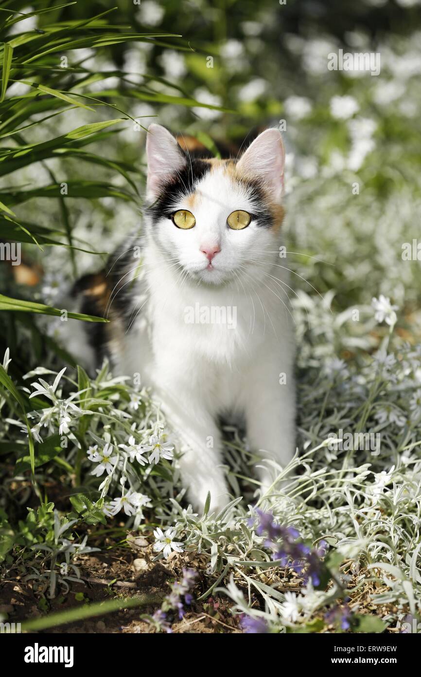 Calico flowers hi-res stock photography and images - Alamy