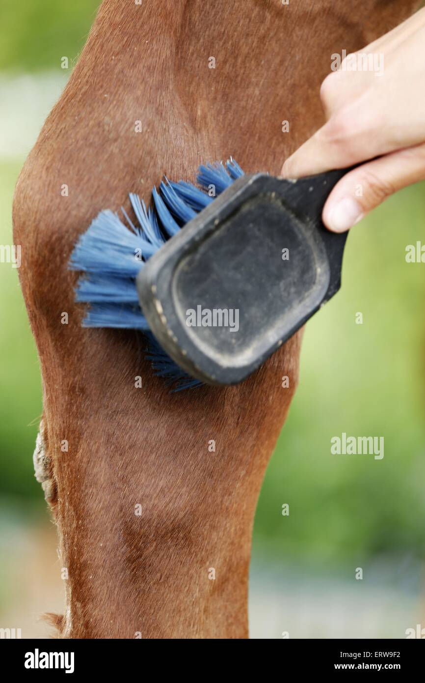Brushing horse hi-res stock photography and images - Alamy