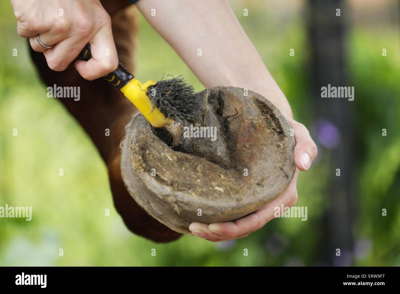Hoof care hi-res stock photography and images - Alamy