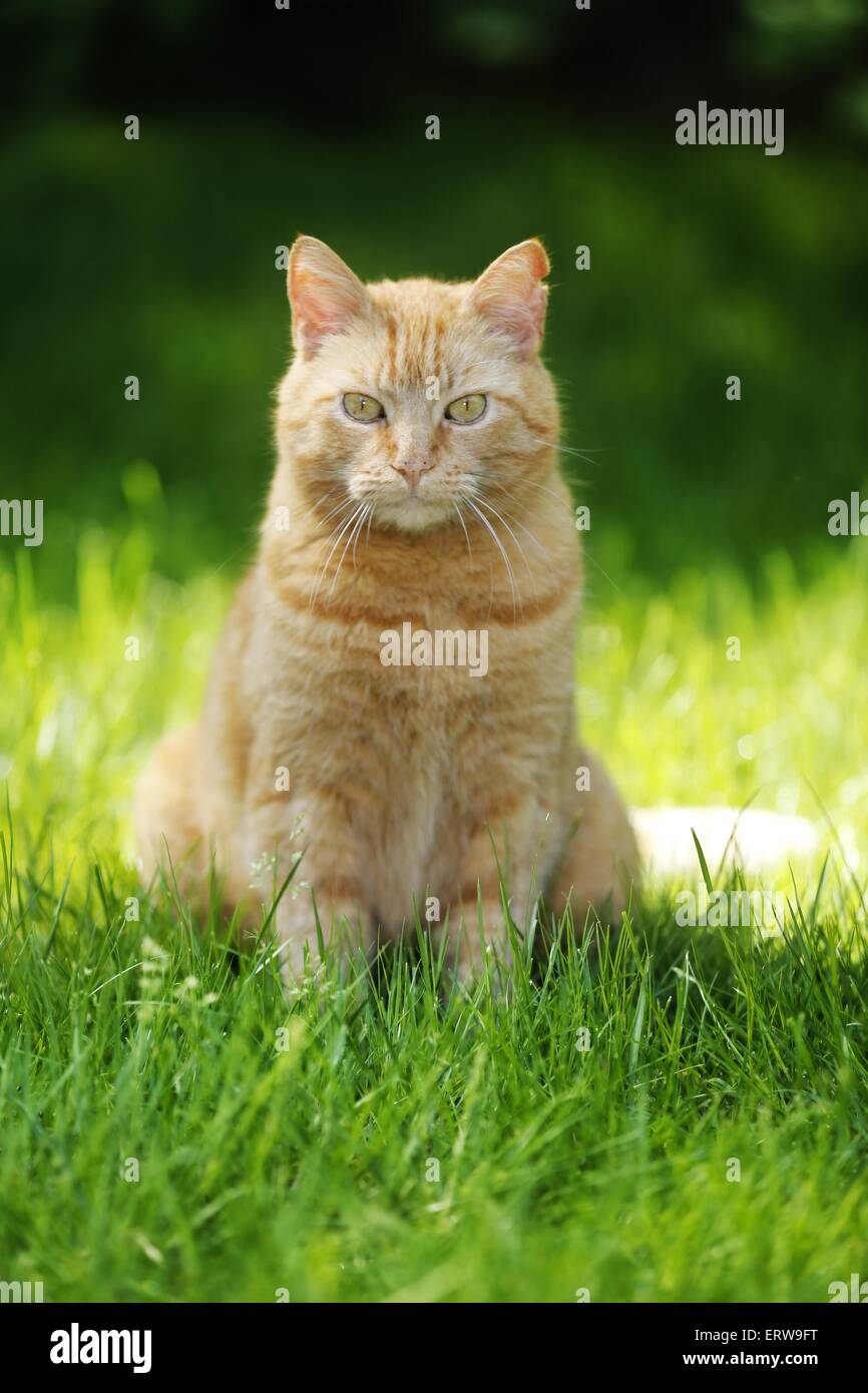 Red tabby hi-res stock photography and images - Alamy