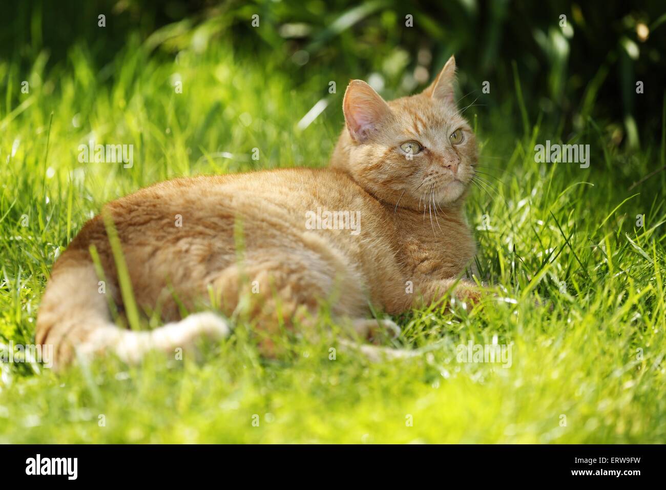 Red tabby cat hi-res stock photography and images - Alamy