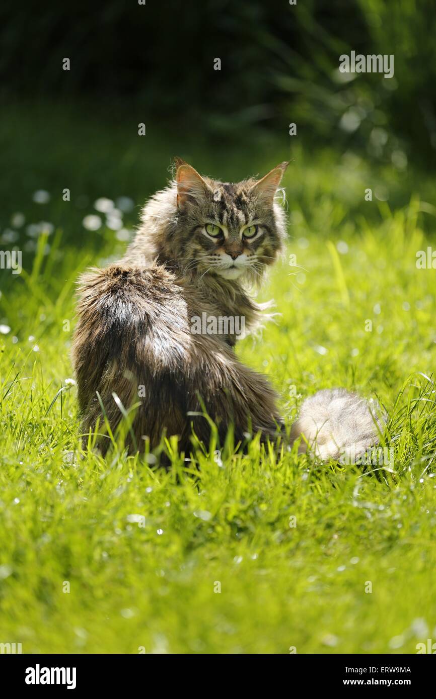 black-torbie-mackerel Maine Coon Stock Photo - Alamy
