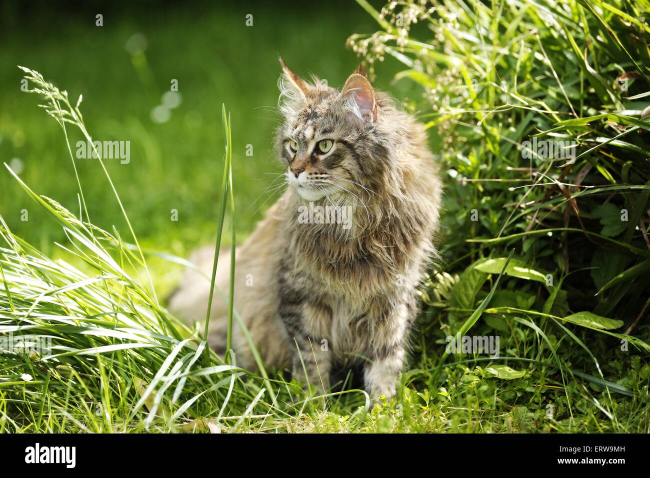 black-torbie-mackerel Maine Coon Stock Photo - Alamy