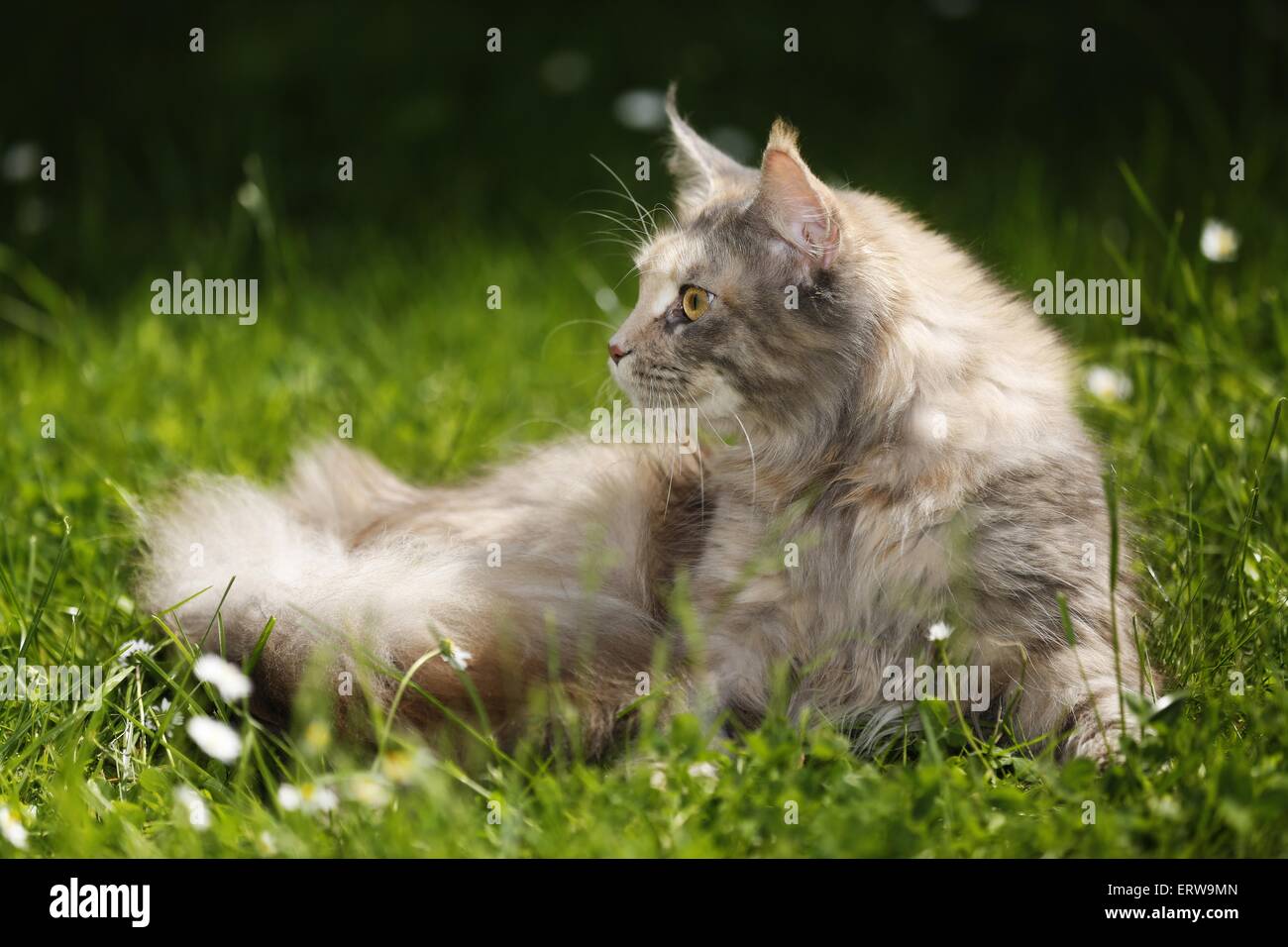 blue-torbie Maine Coon Stock Photo - Alamy