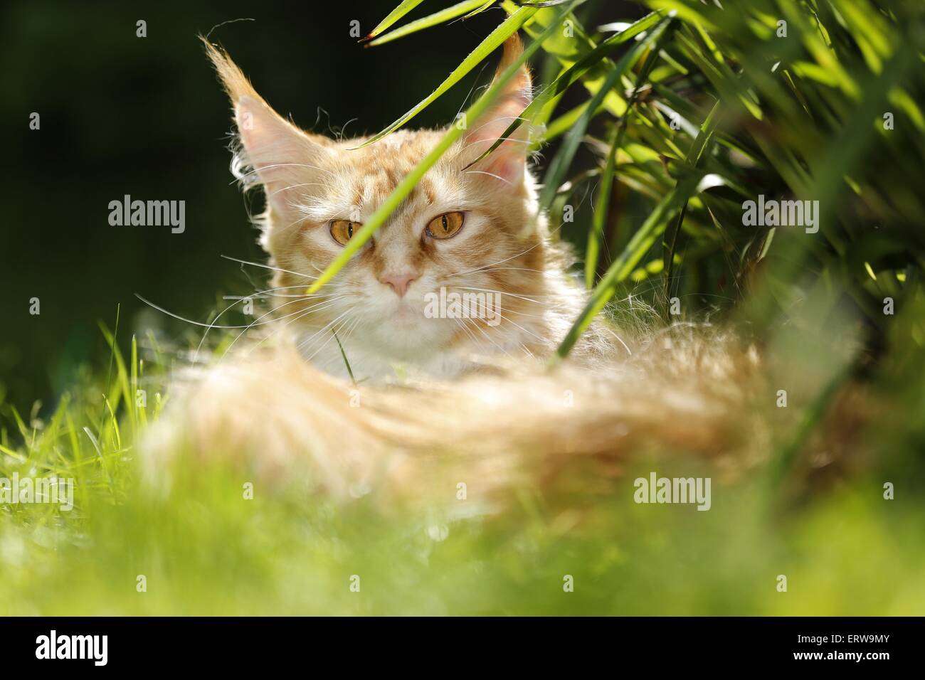 red tabby-white Maine Coon Stock Photo - Alamy