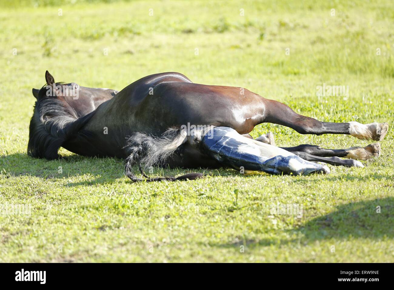 birth of a foal Stock Photo - Alamy