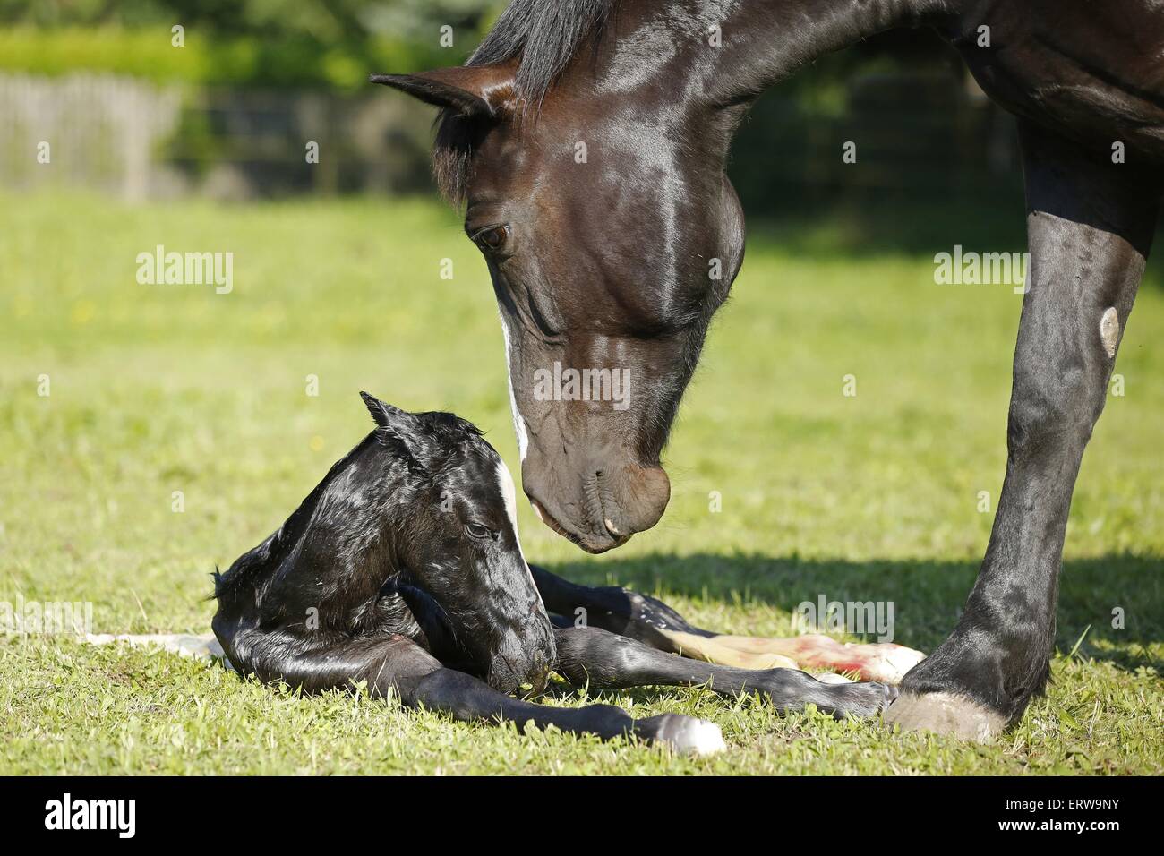 Newborn birth mother hi-res stock photography and images - Alamy