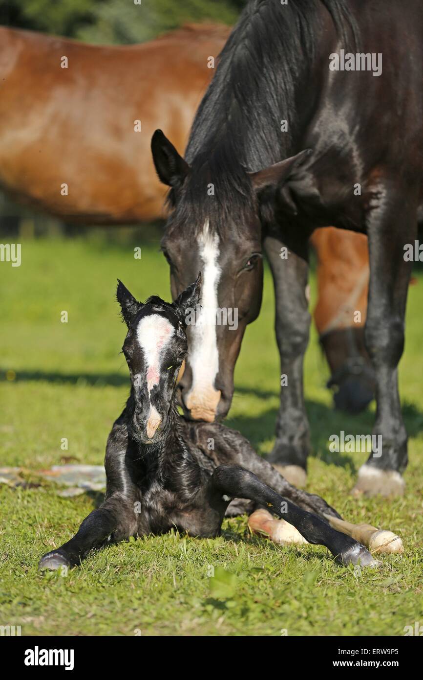 Newborn foal hi-res stock photography and images - Alamy