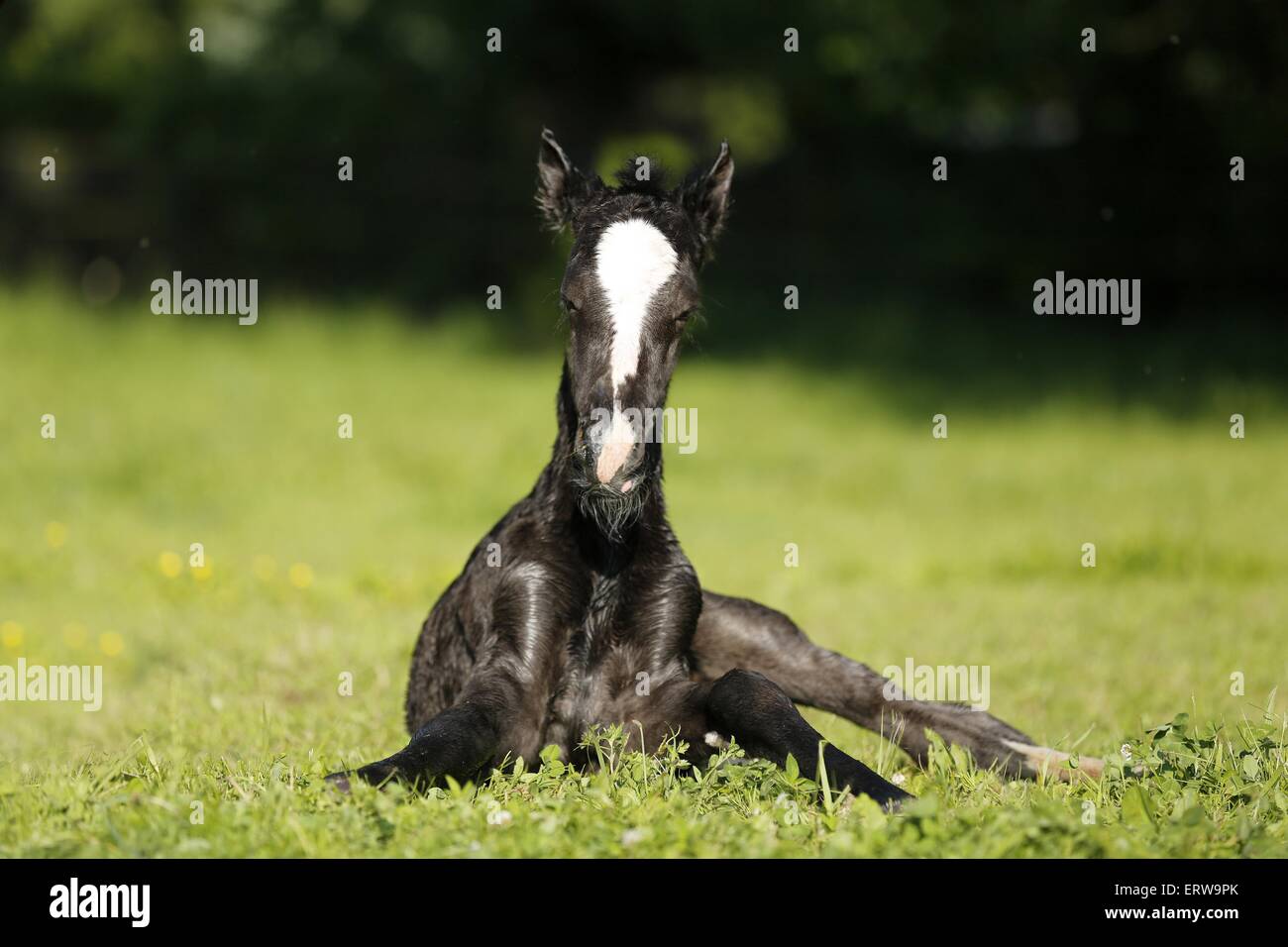 Foals born hi-res stock photography and images - Alamy