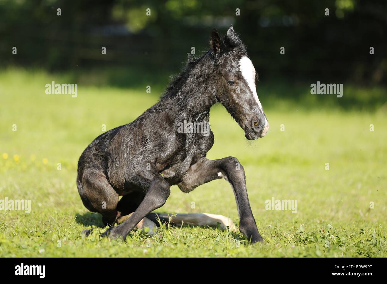 Foal born hi-res stock photography and images - Alamy