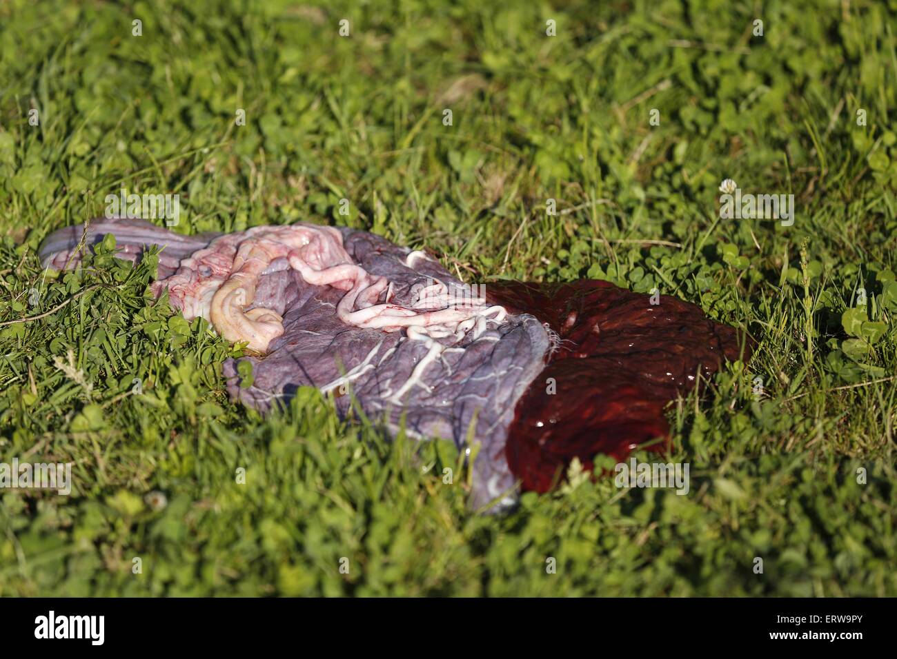 Birth amniotic sac hi-res stock photography and images - Alamy