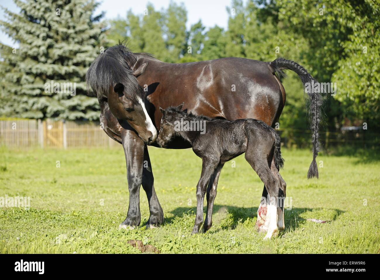 Newborn foal to stand hi-res stock photography and images - Alamy
