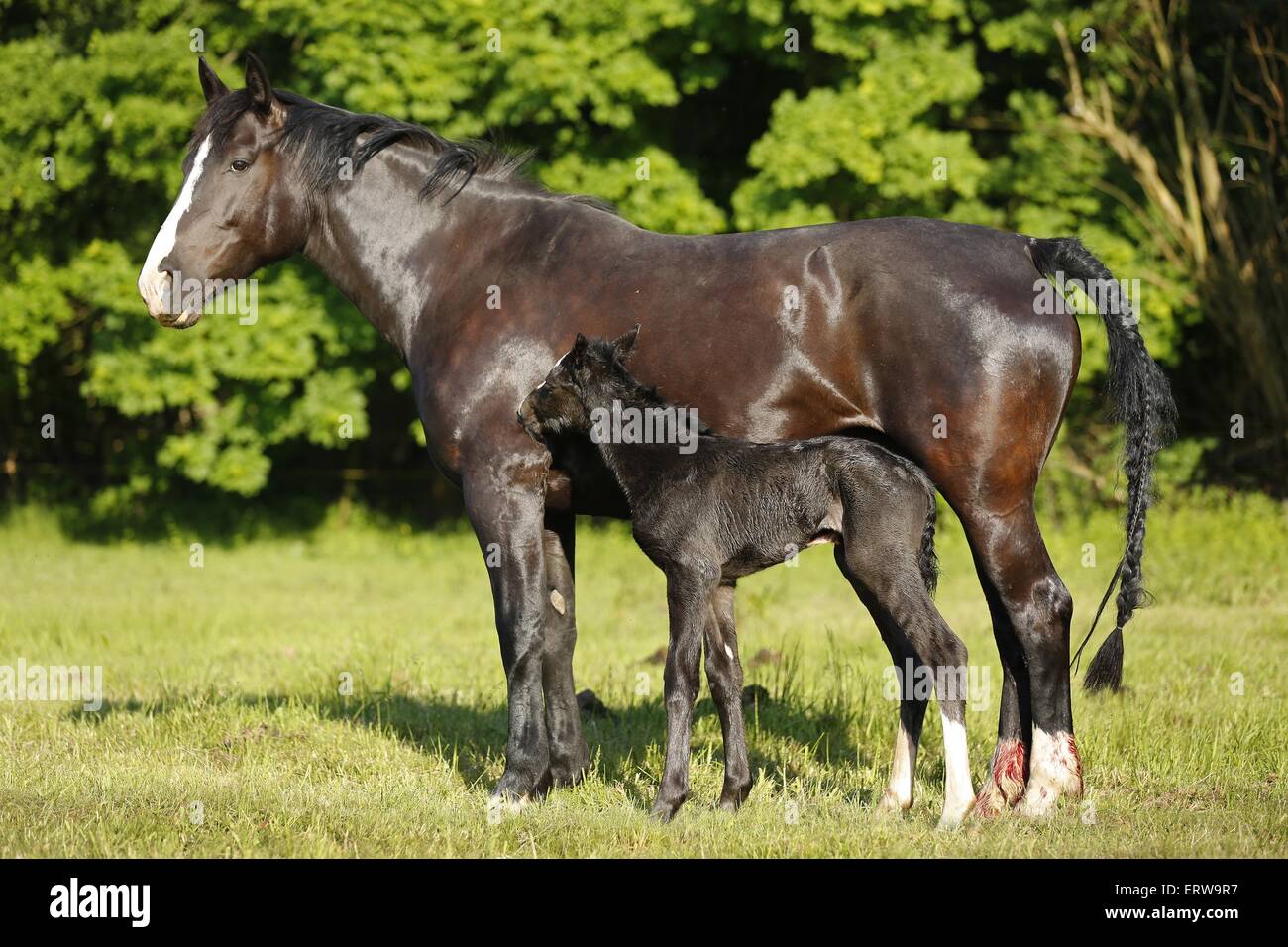 Friesian horse cross hi-res stock photography and images - Alamy