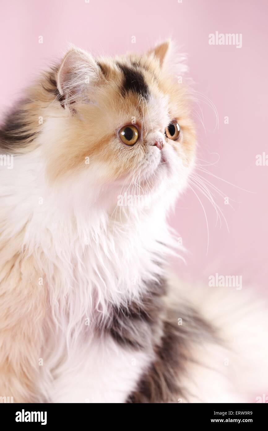 Tortoiseshell persian cats hi-res stock photography and images - Alamy