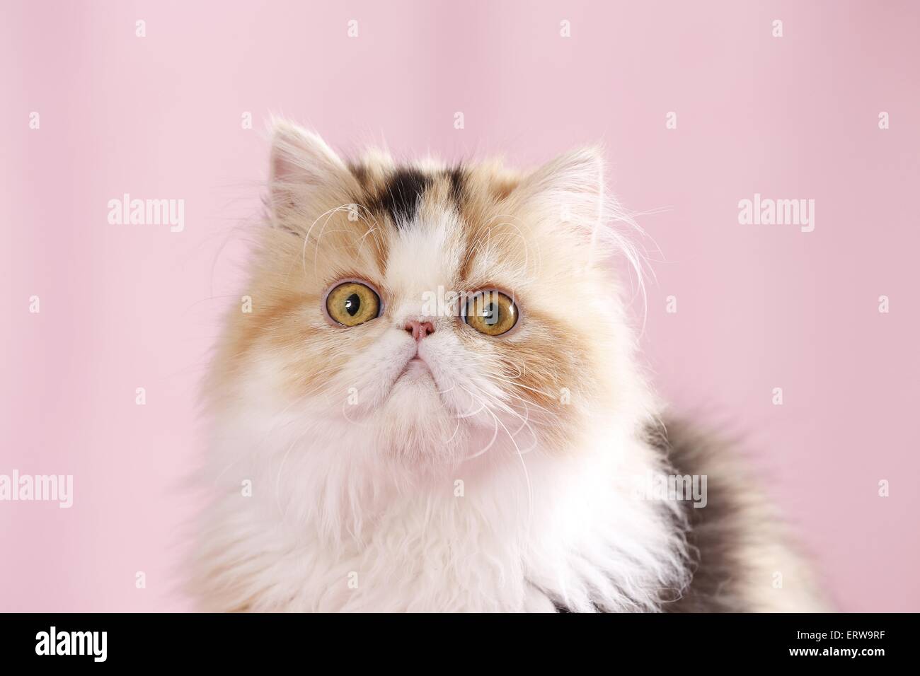 Tortoiseshell persian cats hi-res stock photography and images - Alamy