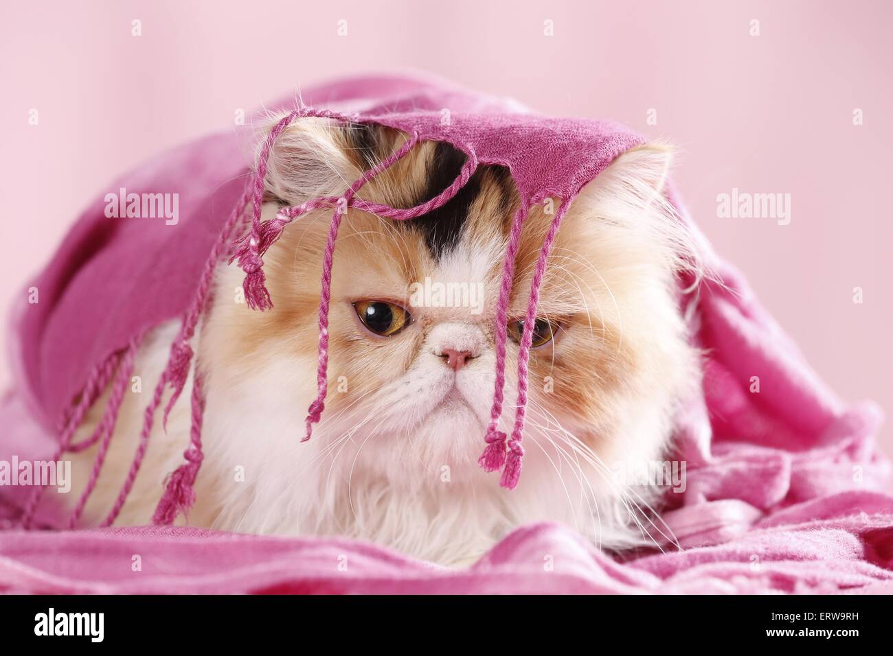 Tortoiseshell persian cats hi-res stock photography and images - Alamy