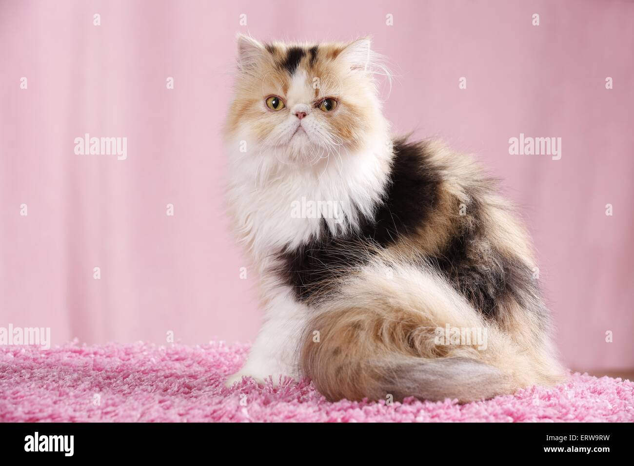 Tortoiseshell persian cat hi-res stock photography and images - Alamy