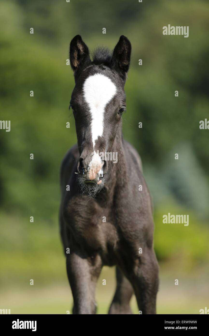Foal with hi-res stock photography and images - Alamy