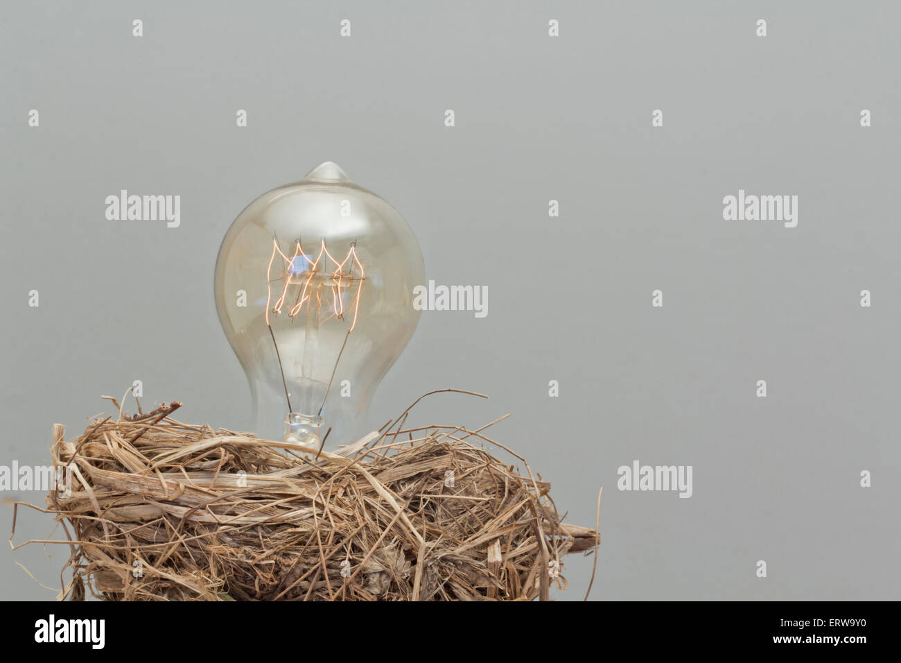 Decorative antique edison style filament light bulb in birds nest Stock ...