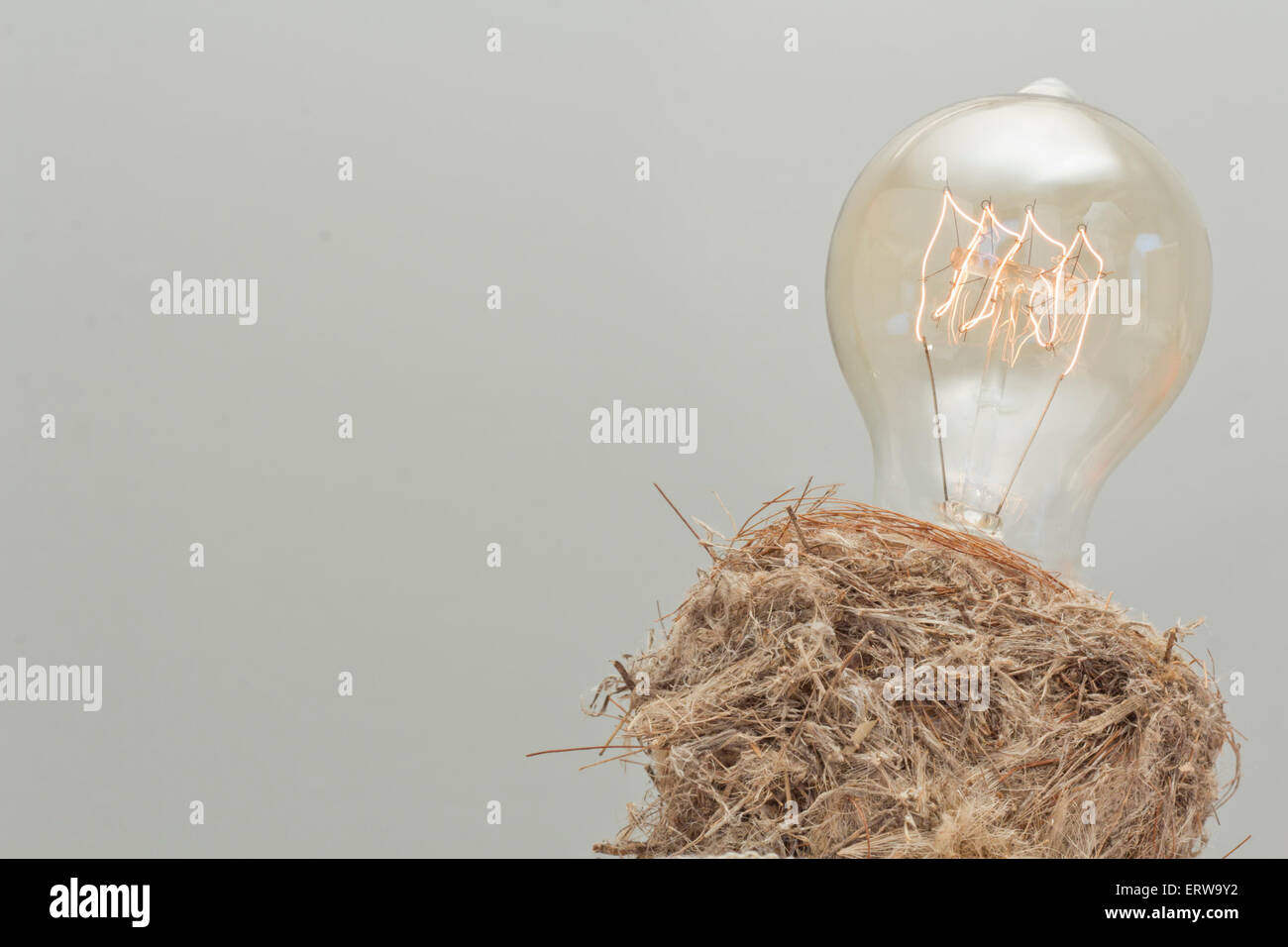 Decorative antique edison style filament light bulb in birds nest Stock ...