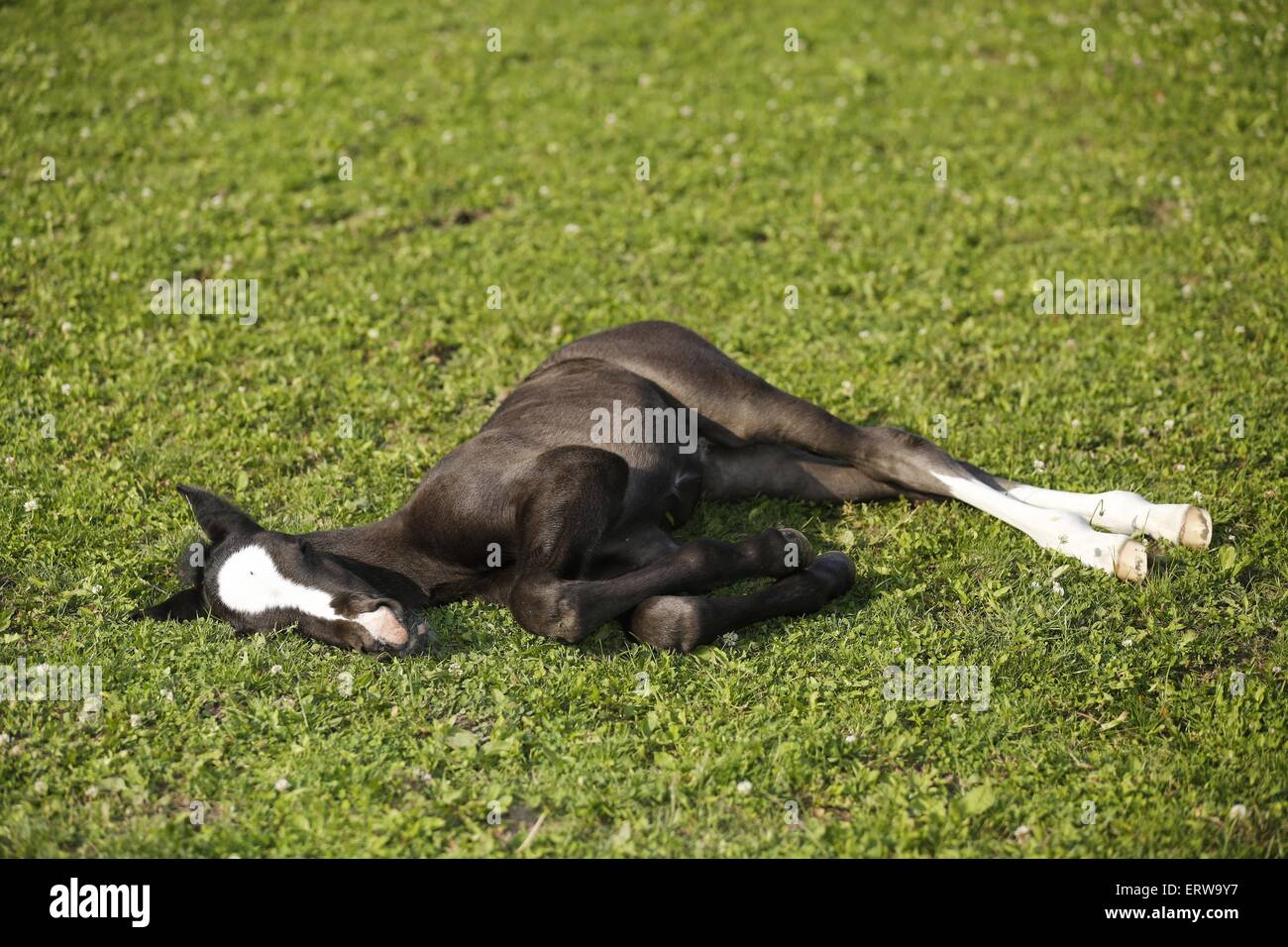 Sleeping foal hi-res stock photography and images - Alamy