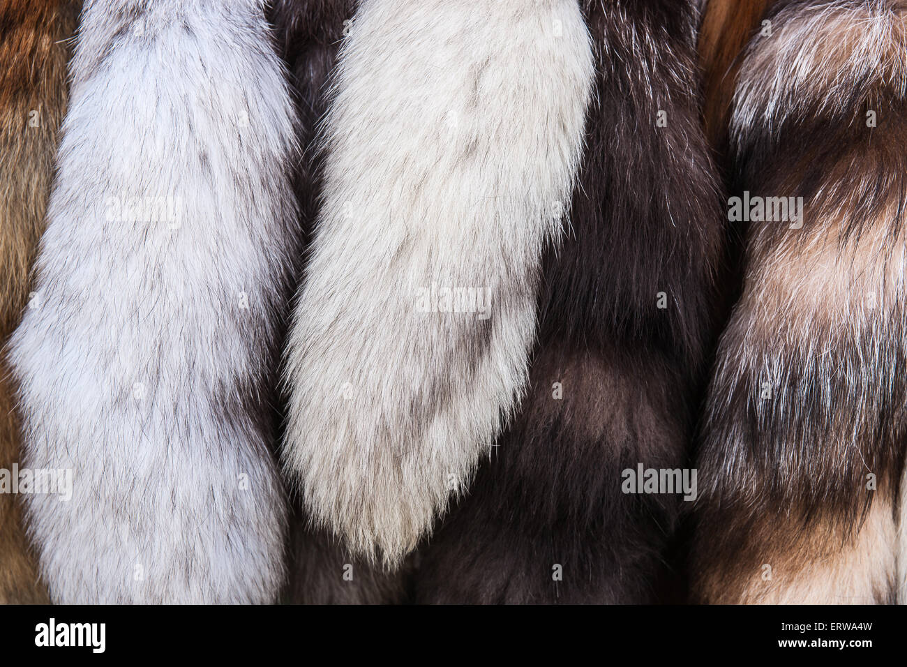 Animal furs hi-res stock photography and images - Alamy