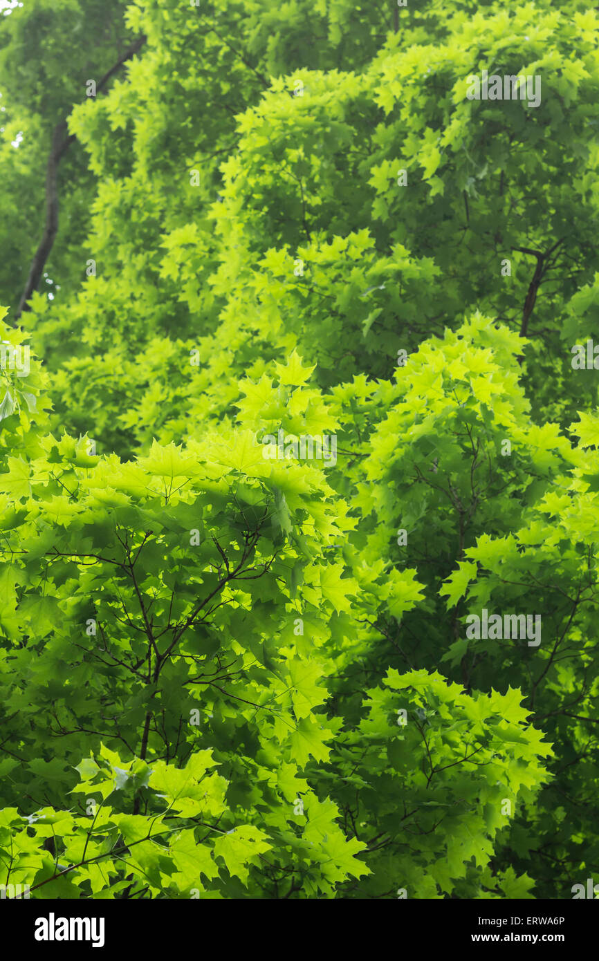 Beautiful green maple tree leaves for nature background Stock Photo - Alamy