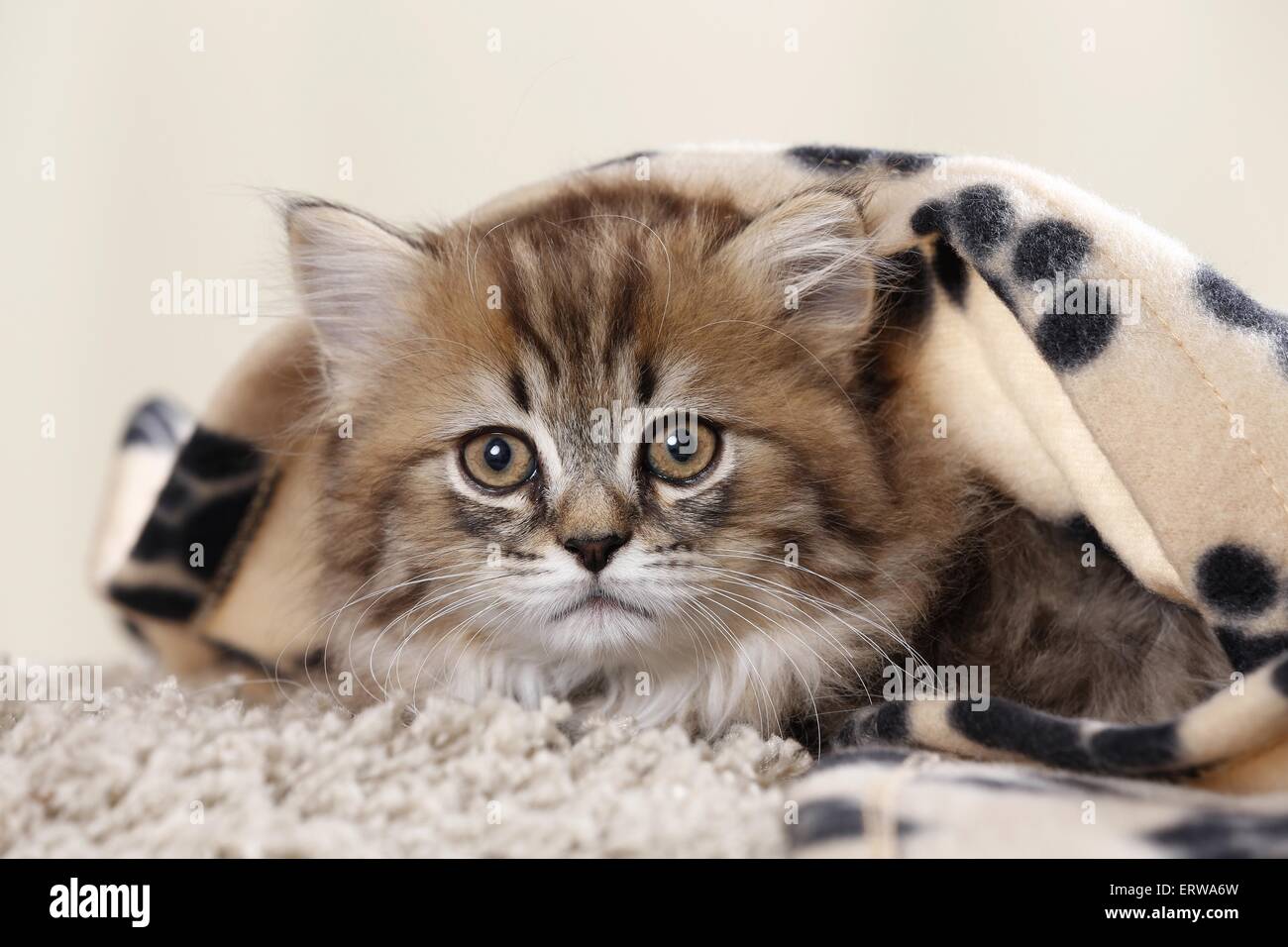 Black tabby kitten laying hi-res stock photography and images - Alamy