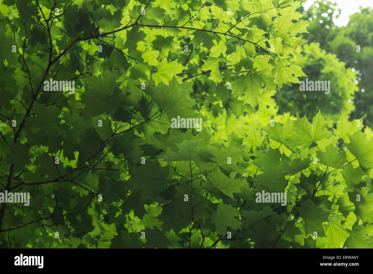Beautiful green maple tree leaves for nature background Stock Photo - Alamy