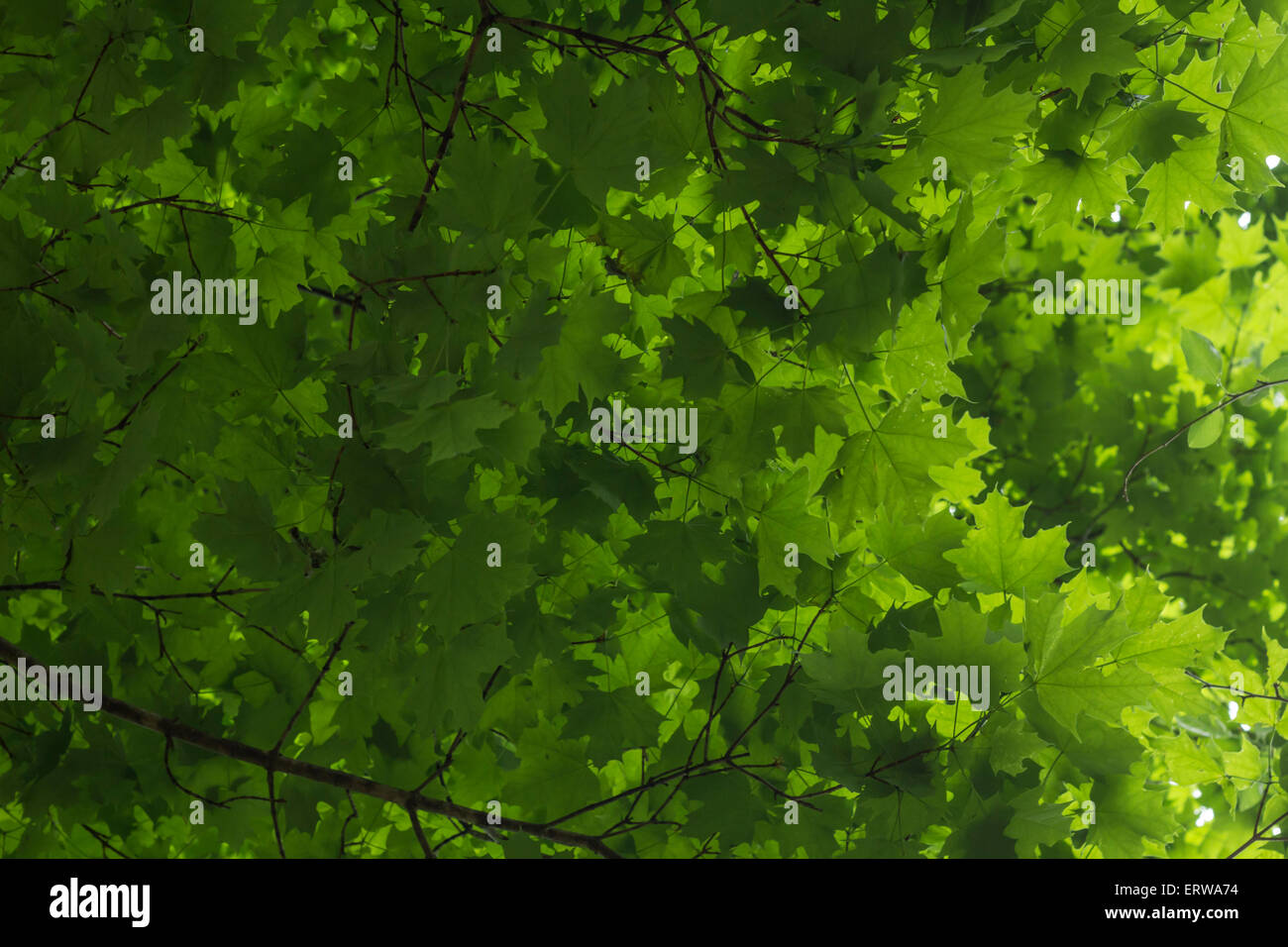 Beautiful green maple tree leaves for nature background Stock Photo - Alamy