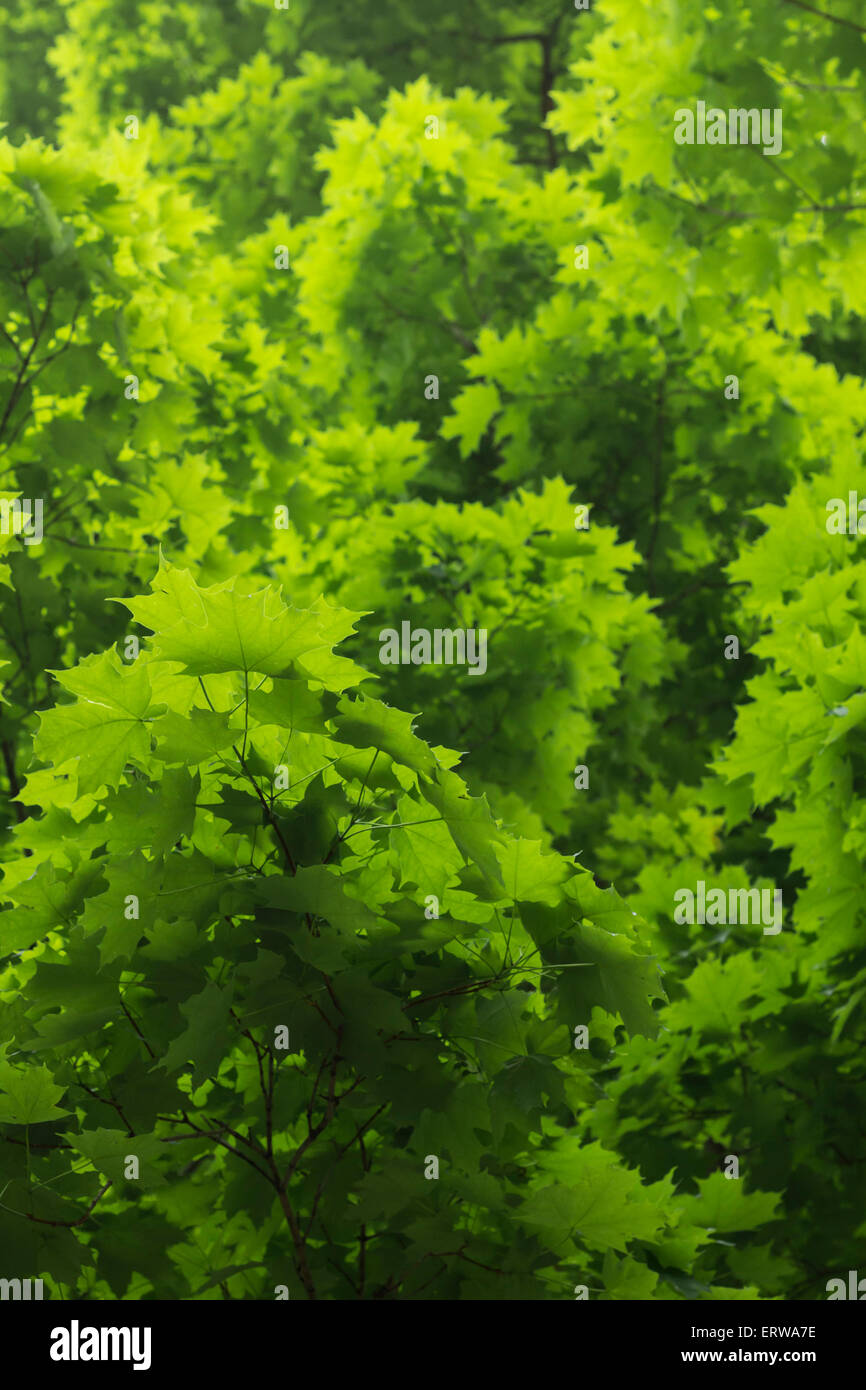 Beautiful green maple tree leaves for nature background Stock Photo - Alamy