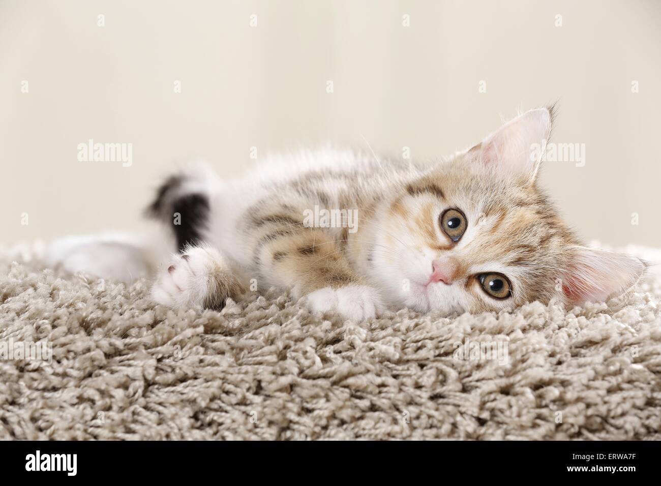 Egyptian mau kitten hi-res stock photography and images - Alamy