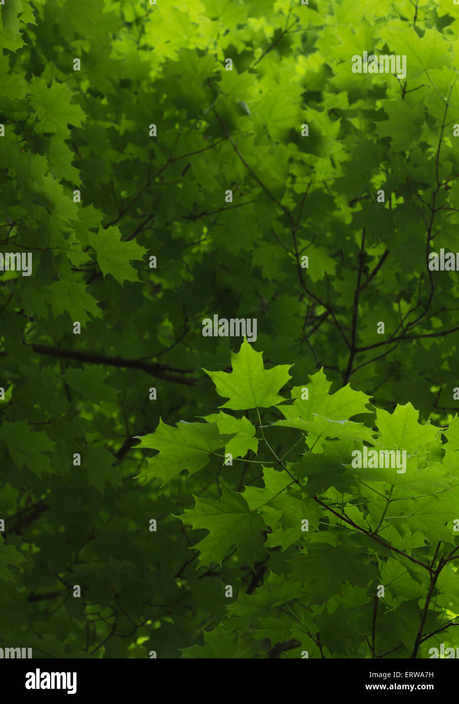 Beautiful green maple tree leaves for nature background Stock Photo - Alamy