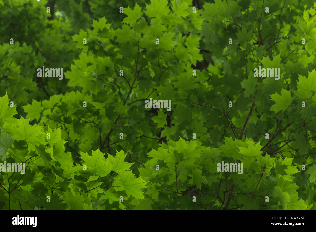 Beautiful green maple tree leaves for nature background Stock Photo - Alamy