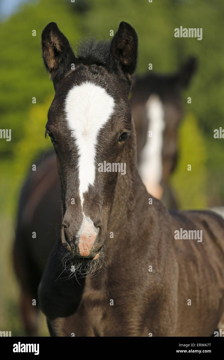 Filly hi-res stock photography and images - Alamy