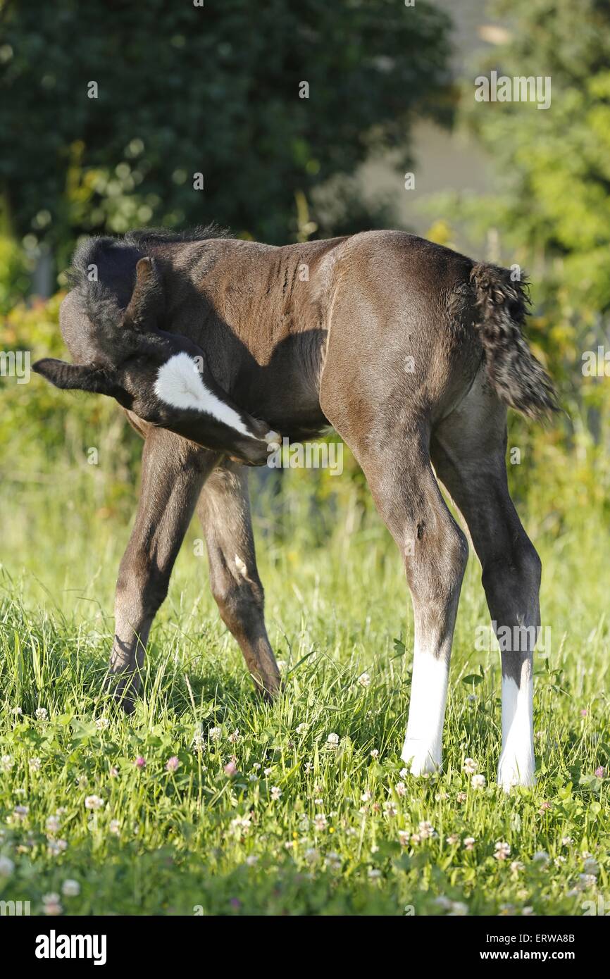 Young filly hi-res stock photography and images - Alamy