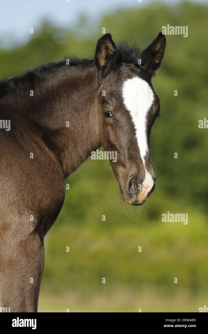 Young filly hi-res stock photography and images - Alamy