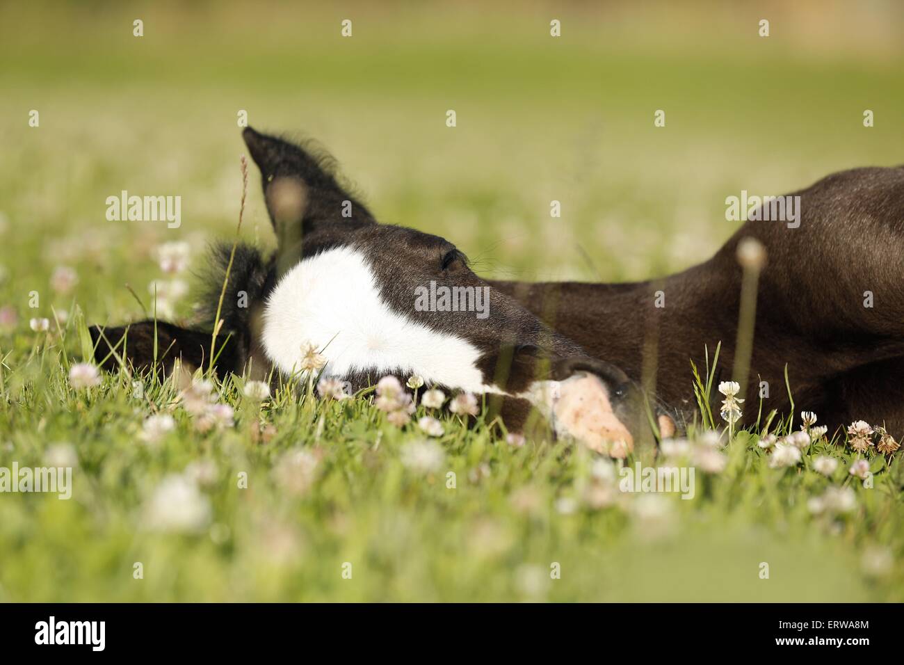 Sleeping filly hi-res stock photography and images - Alamy