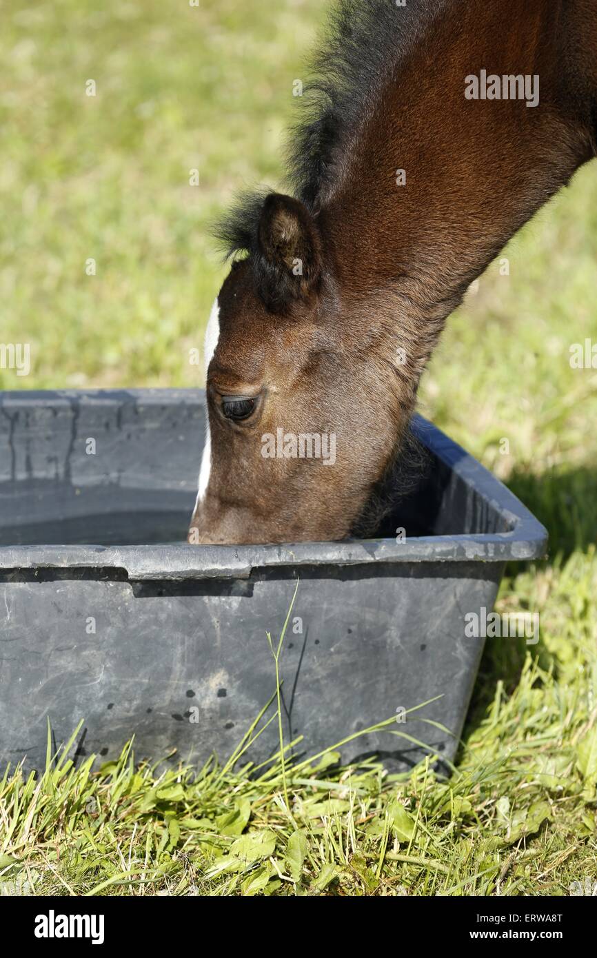 Young filly hi-res stock photography and images - Alamy