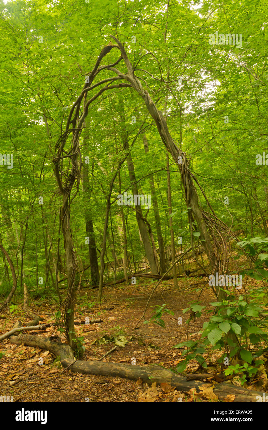 Archway made from trees and vines creates doorway along woodland path ...
